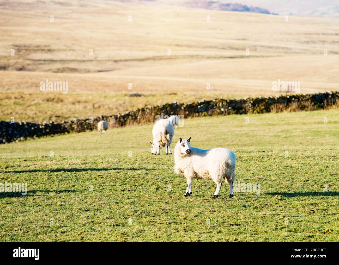 Big sheep hi-res stock photography and images - Alamy