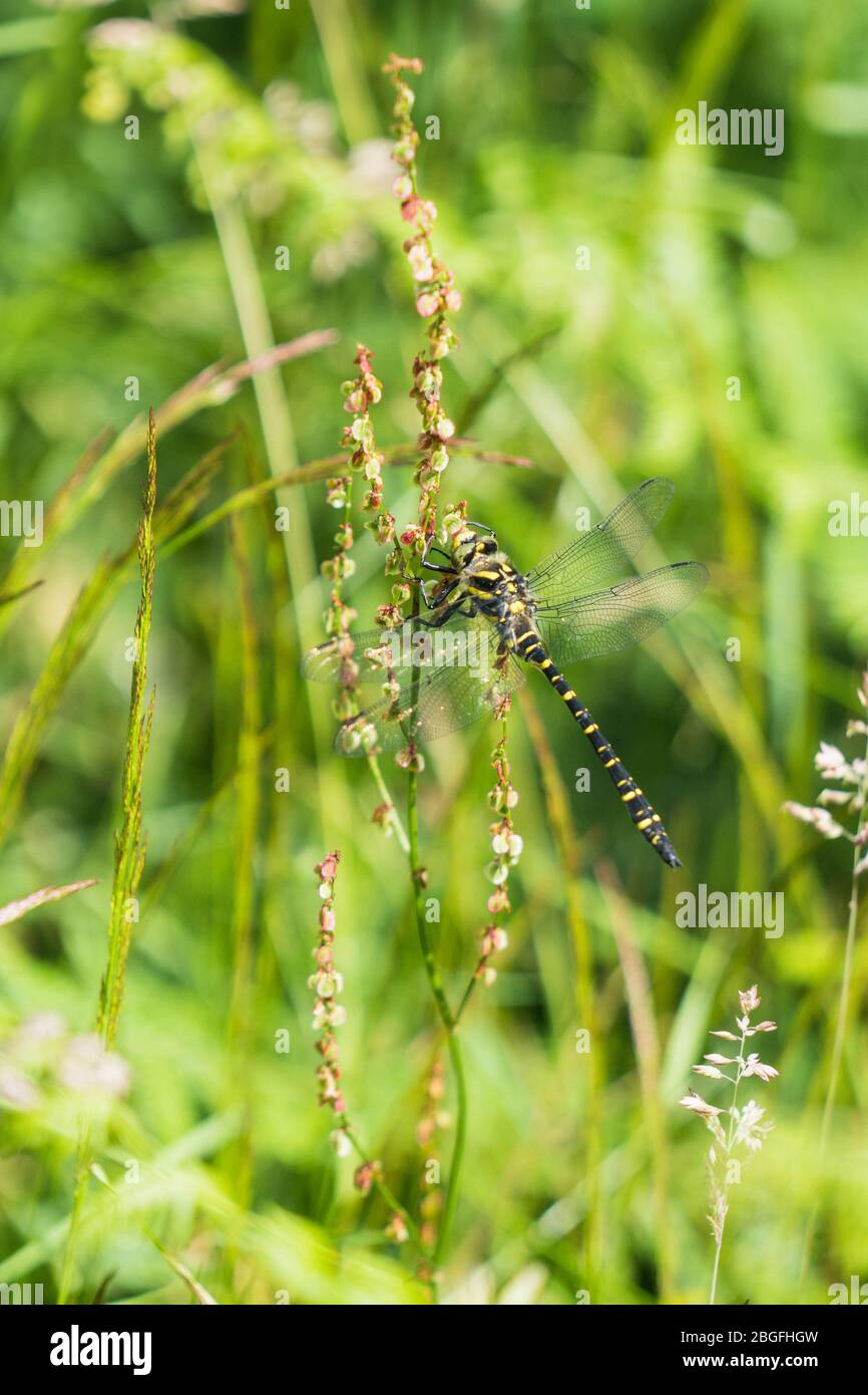 Gold-ringed Dragonfly (Cordulegaster boltonii) Gilfach nature reserve ...
