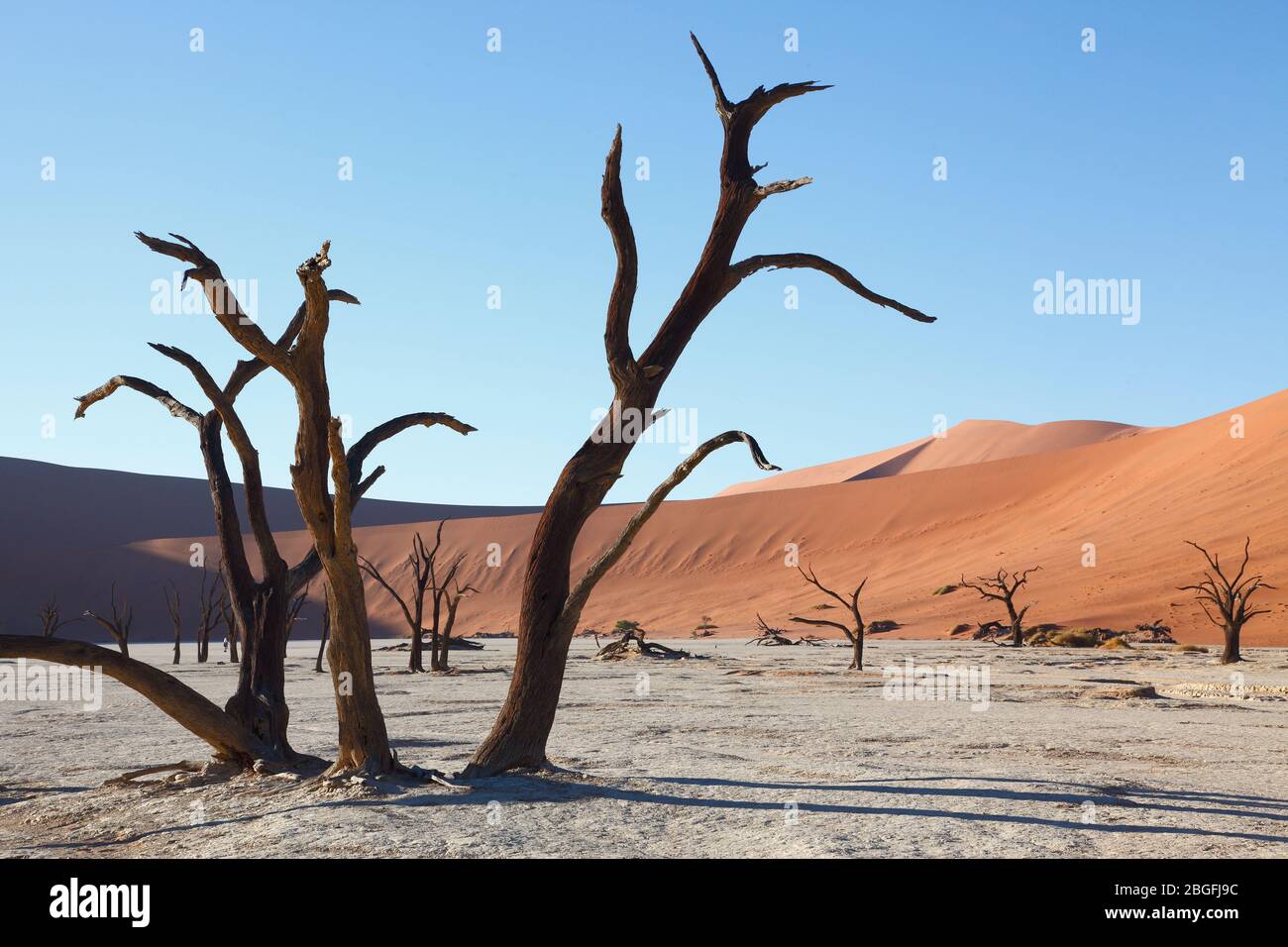 Ancient skeletal camelthorn trees on the silver floor of Dead Vlei amid ...