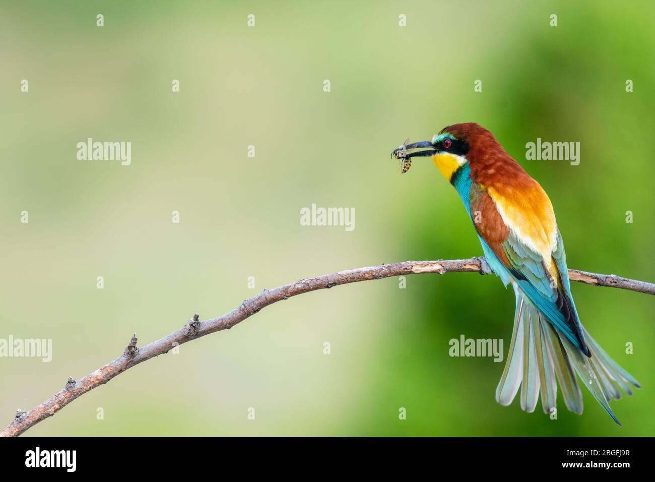 A bee-eater with an insect in its beak perched on a branch Stock Photo ...