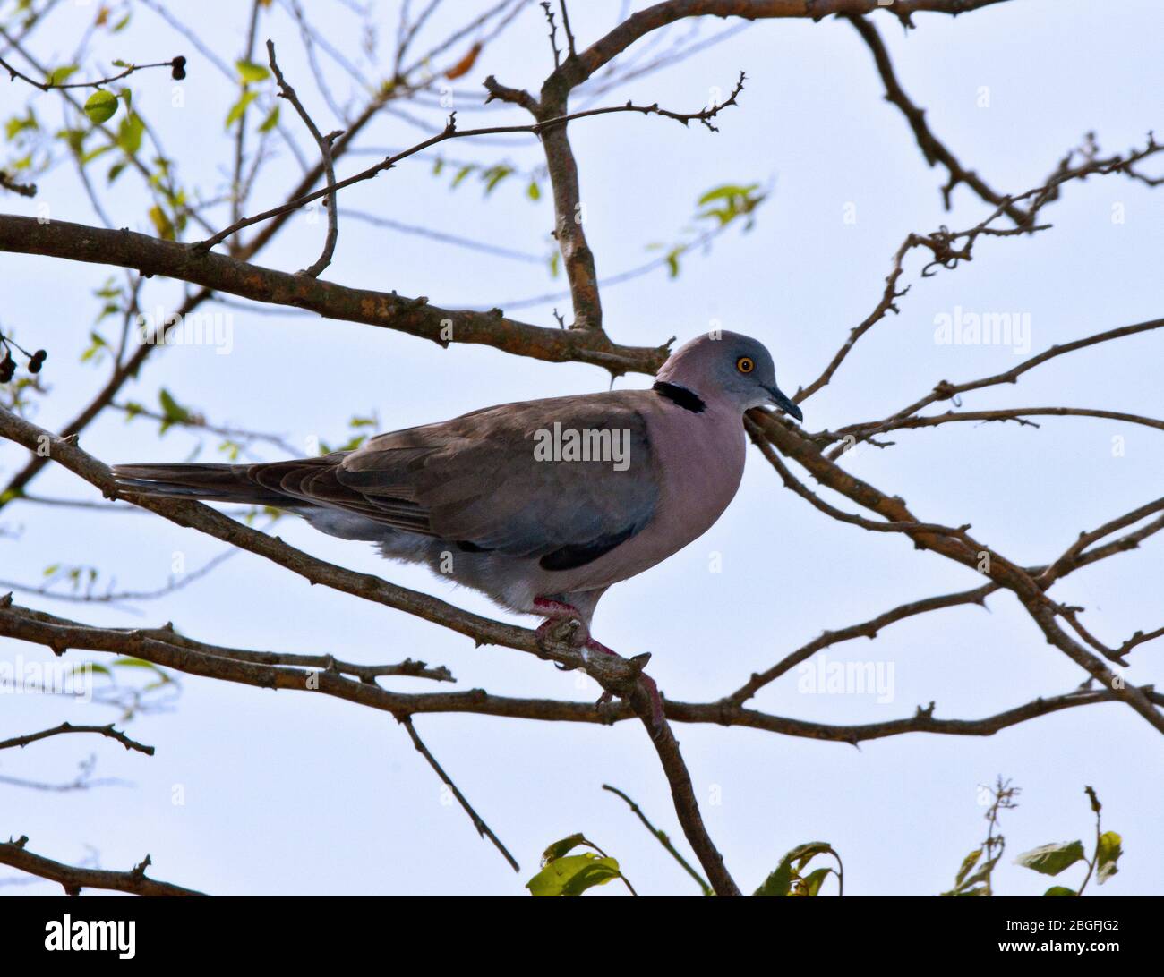 The distinctive call of the African Mourning Dove makes it easy to ...