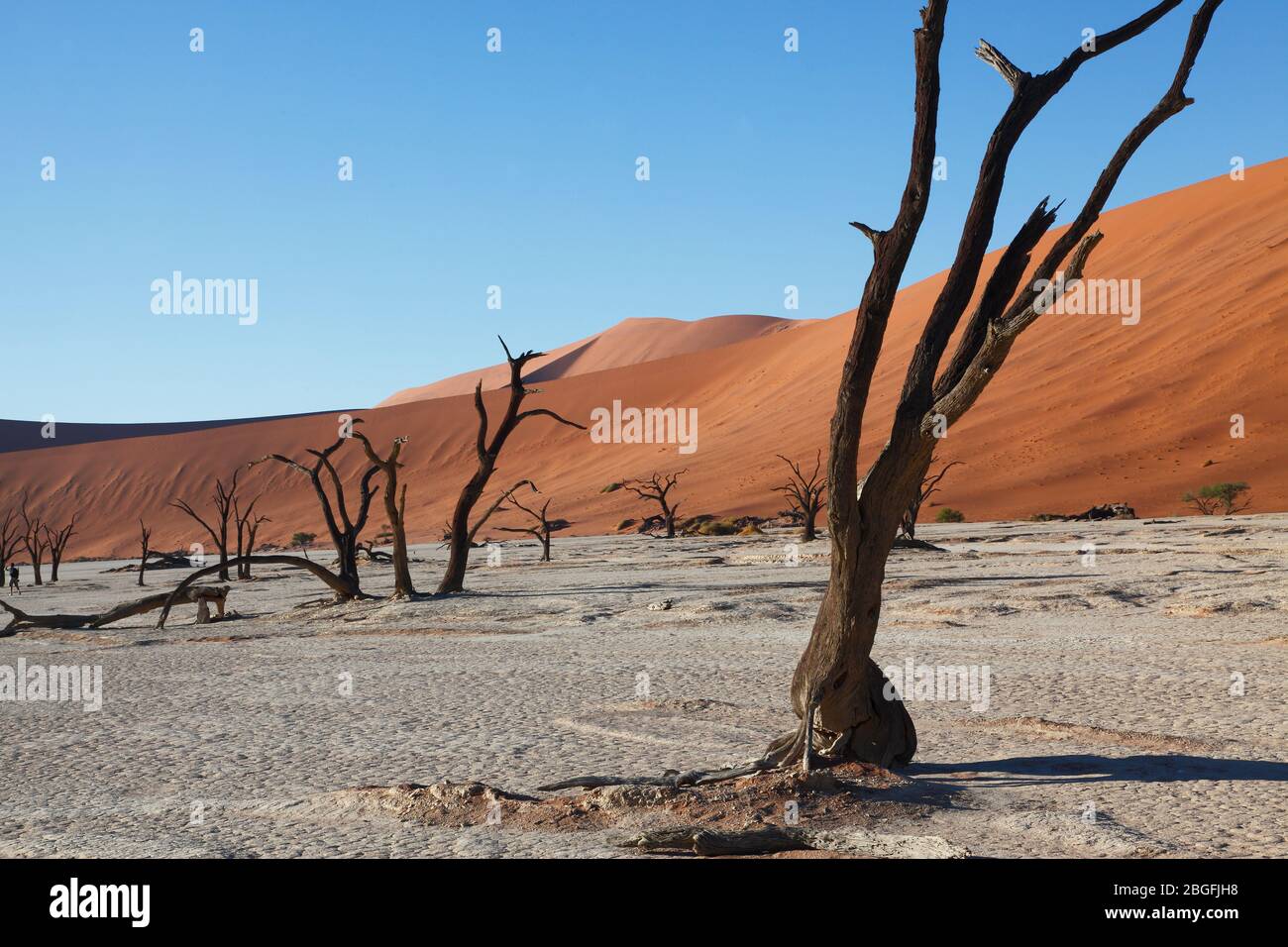 Ancient skeletal camelthorn trees on the silver floor of Dead Vlei amid ...