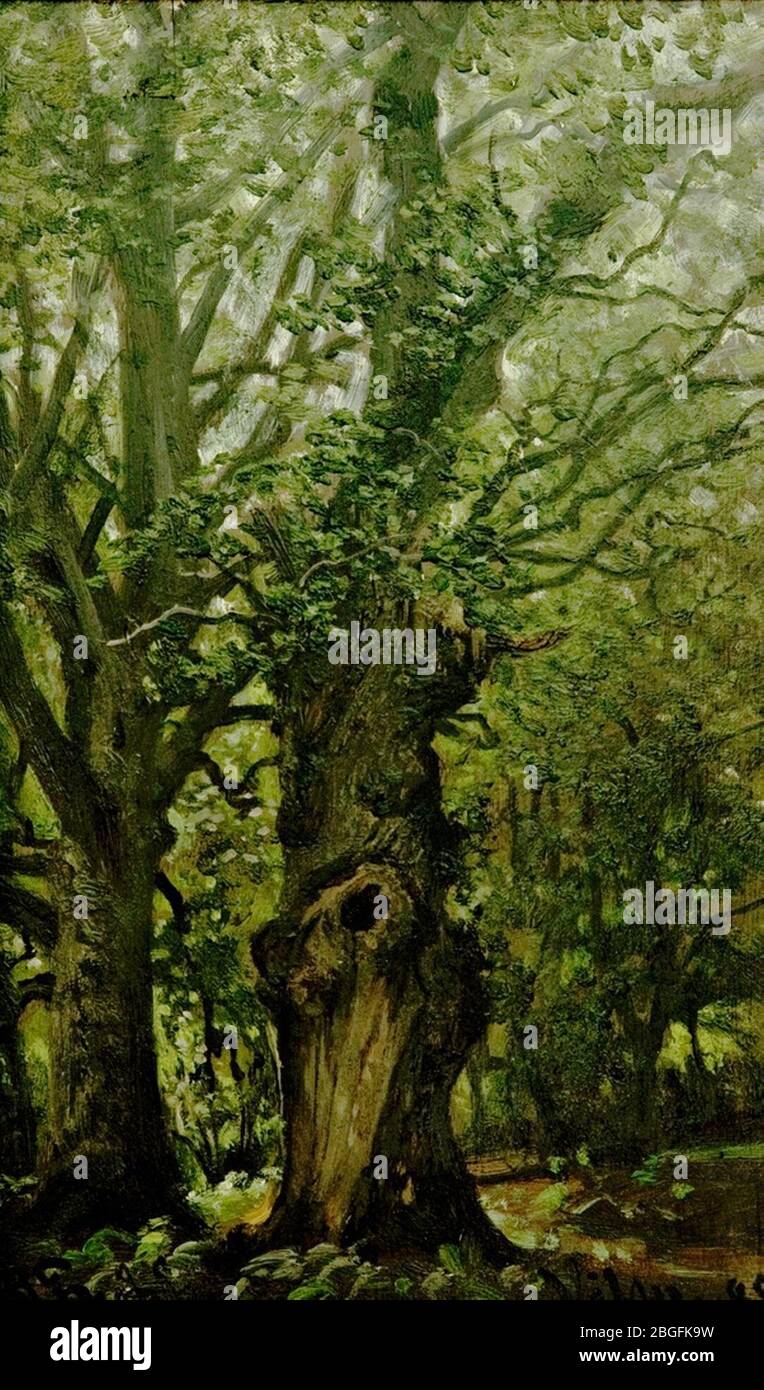 Alte eichen hi-res stock photography and images - Alamy