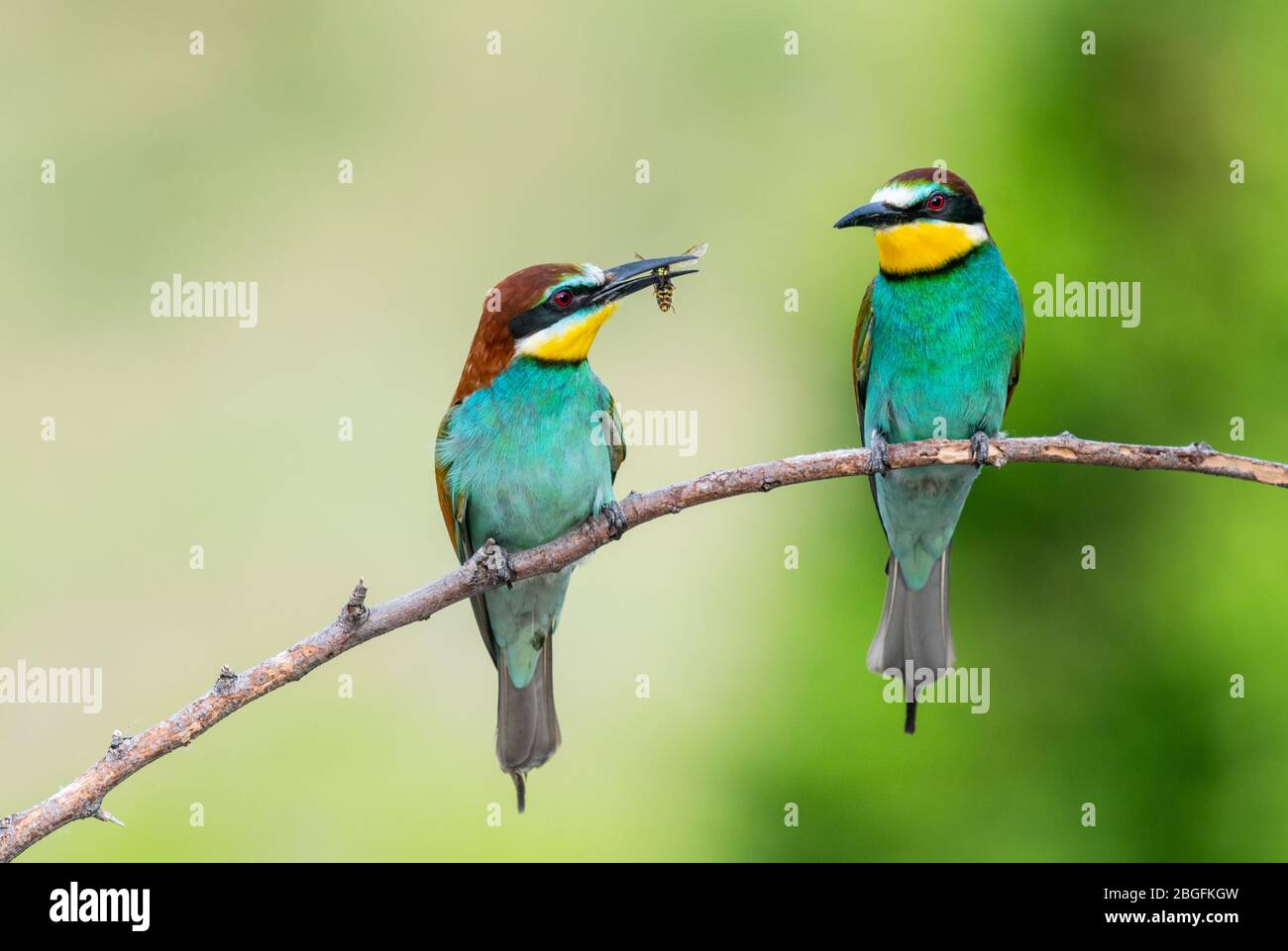 Oiseau multi couleurs hi-res stock photography and images - Alamy