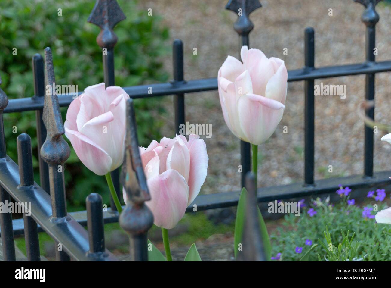 Open and closed lilies hi-res stock photography and images - Alamy