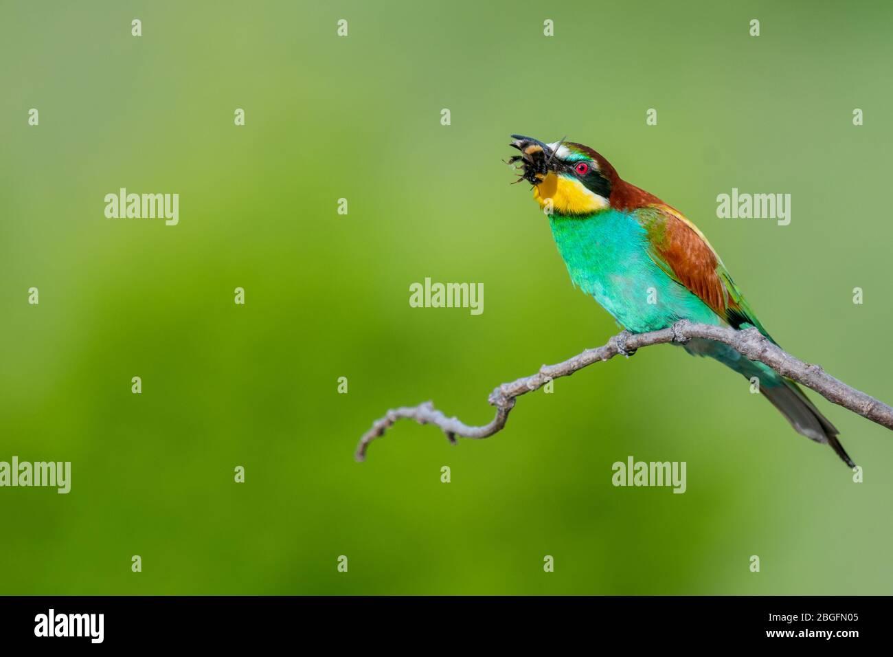 Oiseau dans la nature hi-res stock photography and images - Alamy