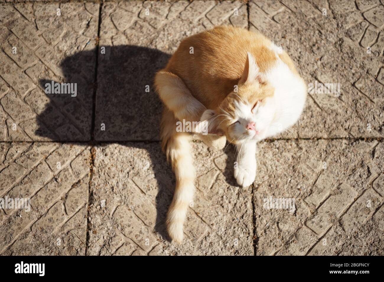 Fluffy ginger cat paw scratches behind the ear, outdoor portrait, top ...