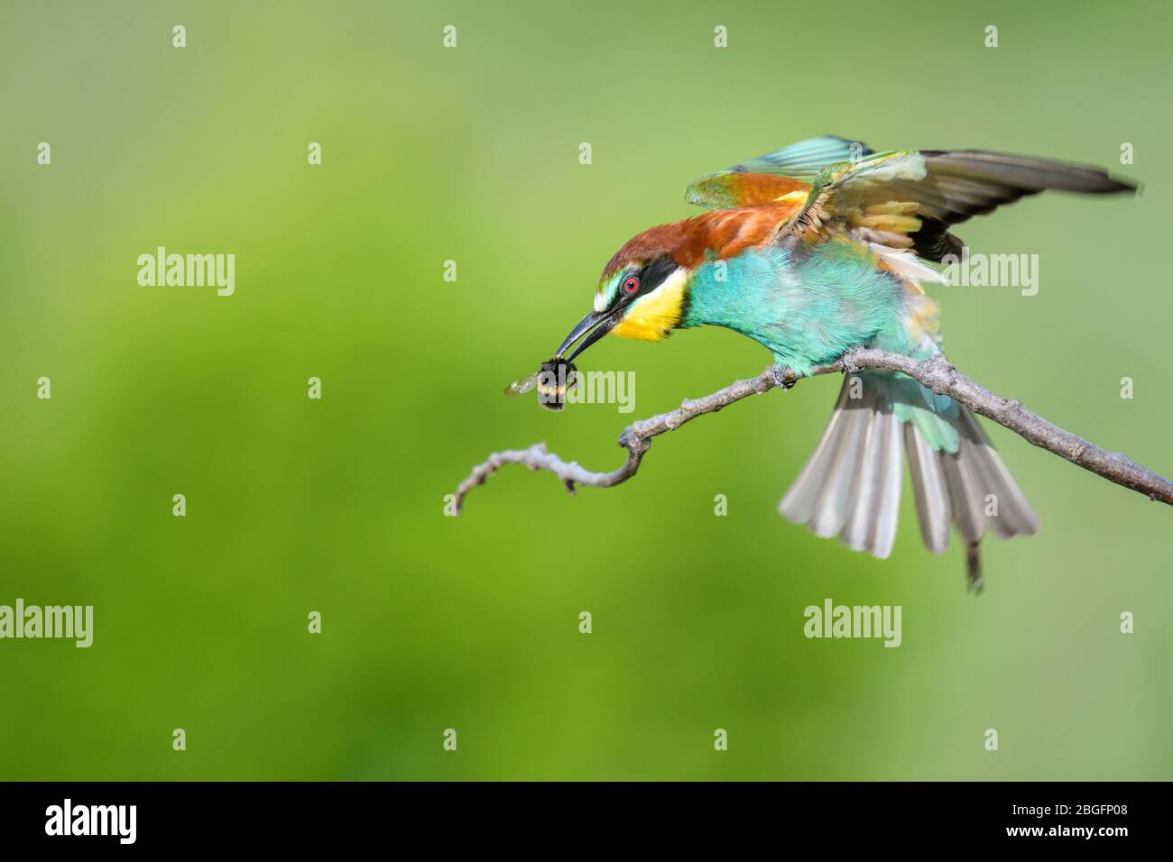 Oiseau dans la nature hi-res stock photography and images - Alamy