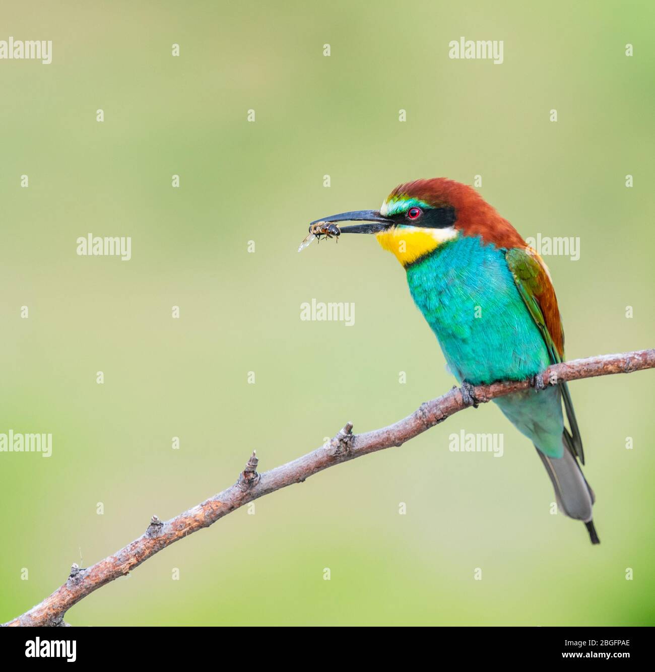 Oiseau avec insecte dans le bec hi-res stock photography and images - Alamy