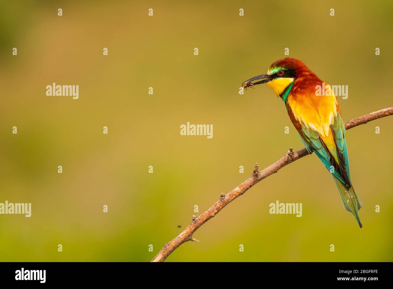 A bee-eater with an insect in its beak perched on a branch Stock Photo ...
