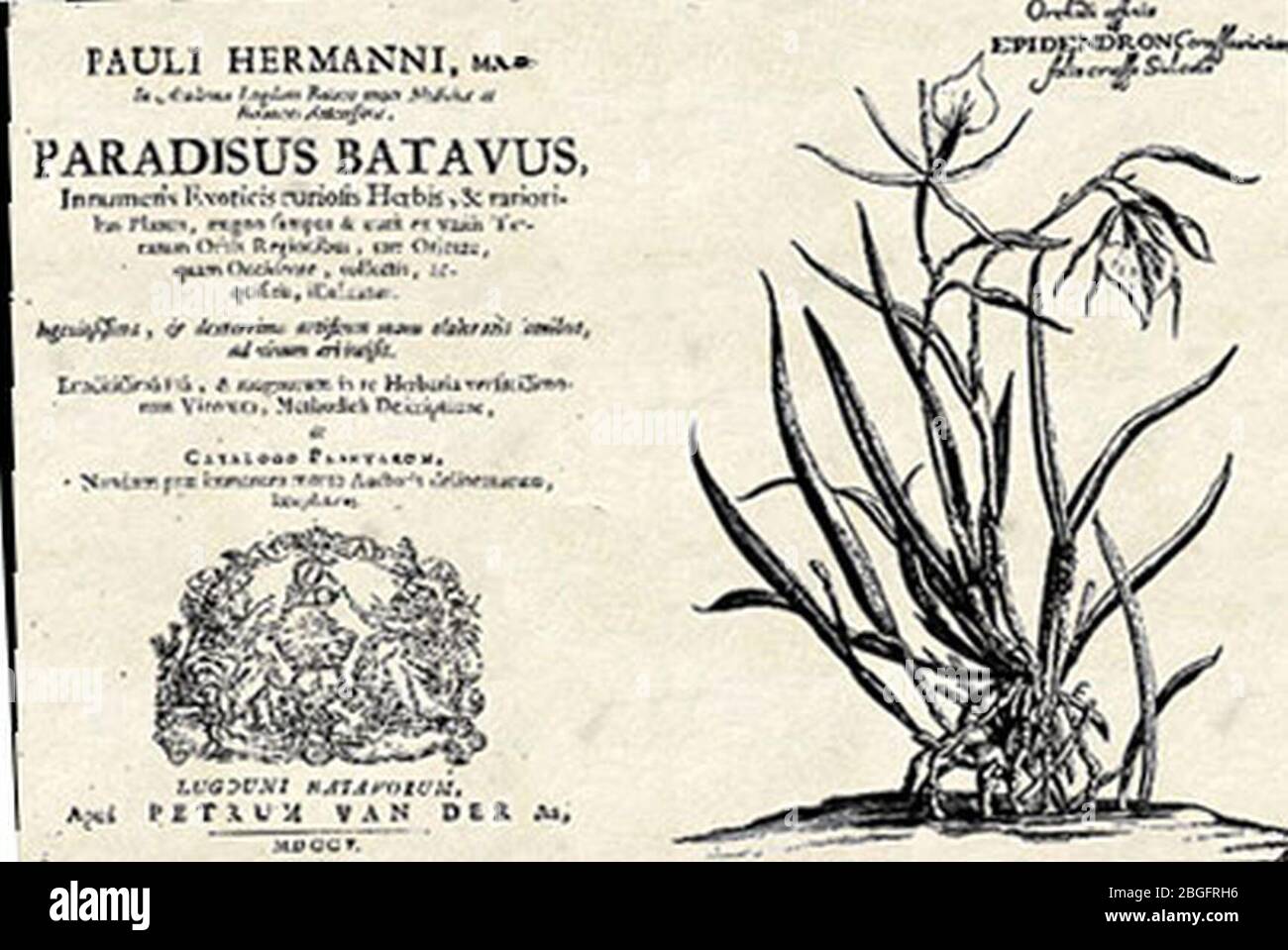 Batavus hi-res stock photography and images - Alamy