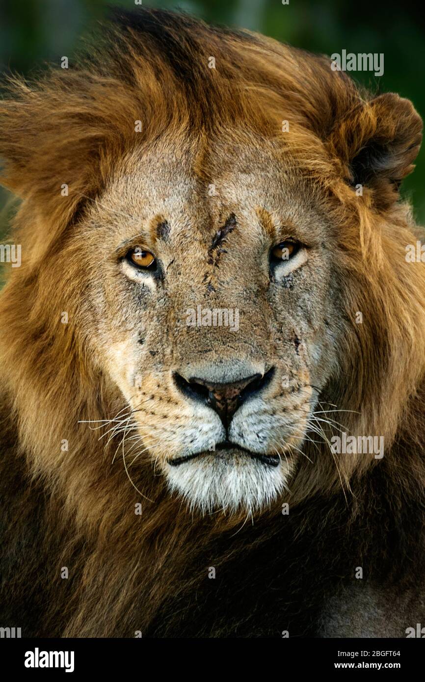 King of wildlife hi-res stock photography and images - Alamy