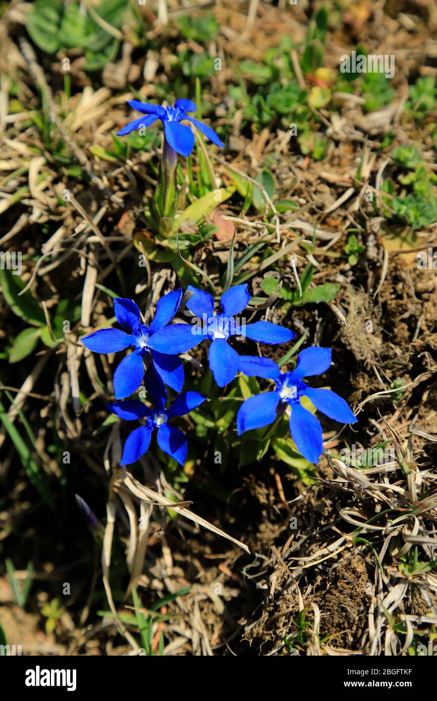 Alp flowers hi-res stock photography and images - Alamy