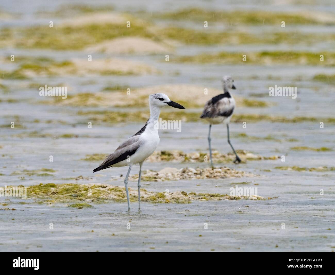 Crab plover (Dromas ardeola) on St Francois Atoll Seychelles, December ...