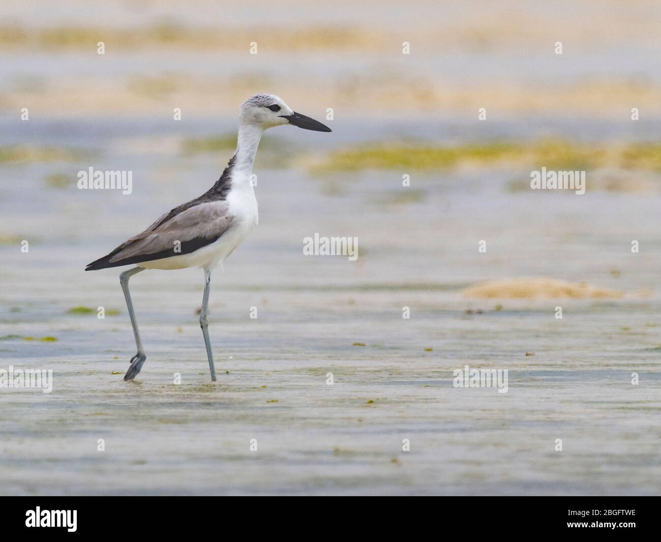Crab plover (Dromas ardeola) on St Francois Atoll Seychelles, December ...