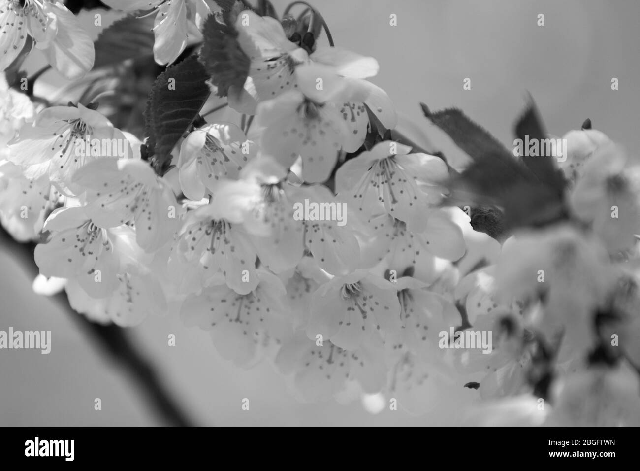 Sakura pink japanese cherry Black and White Stock Photos & Images - Alamy