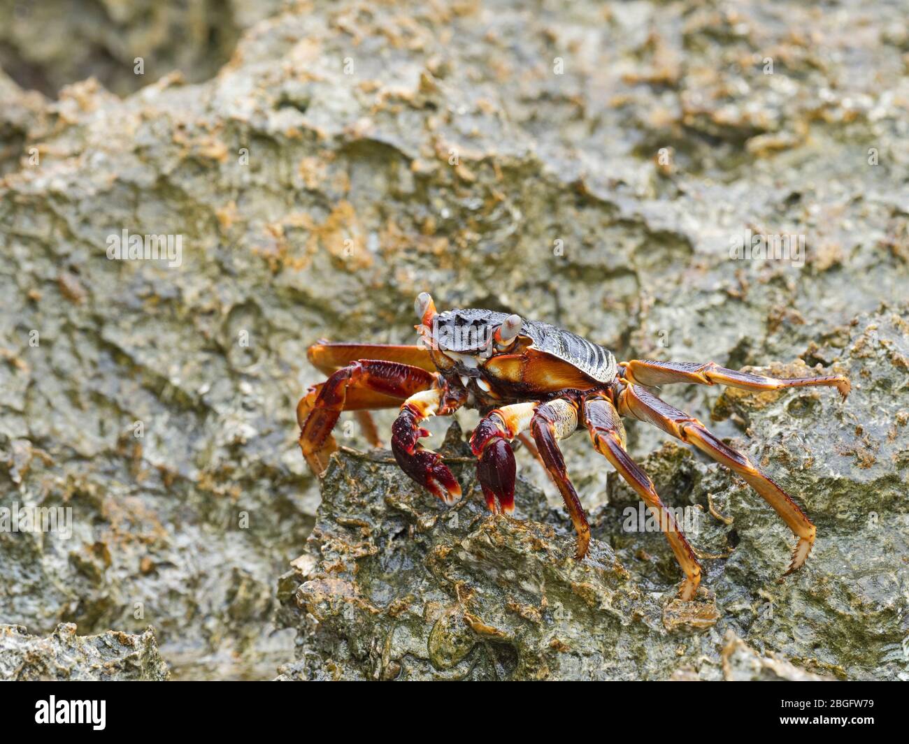 Natal lightfoot crab hi-res stock photography and images - Alamy