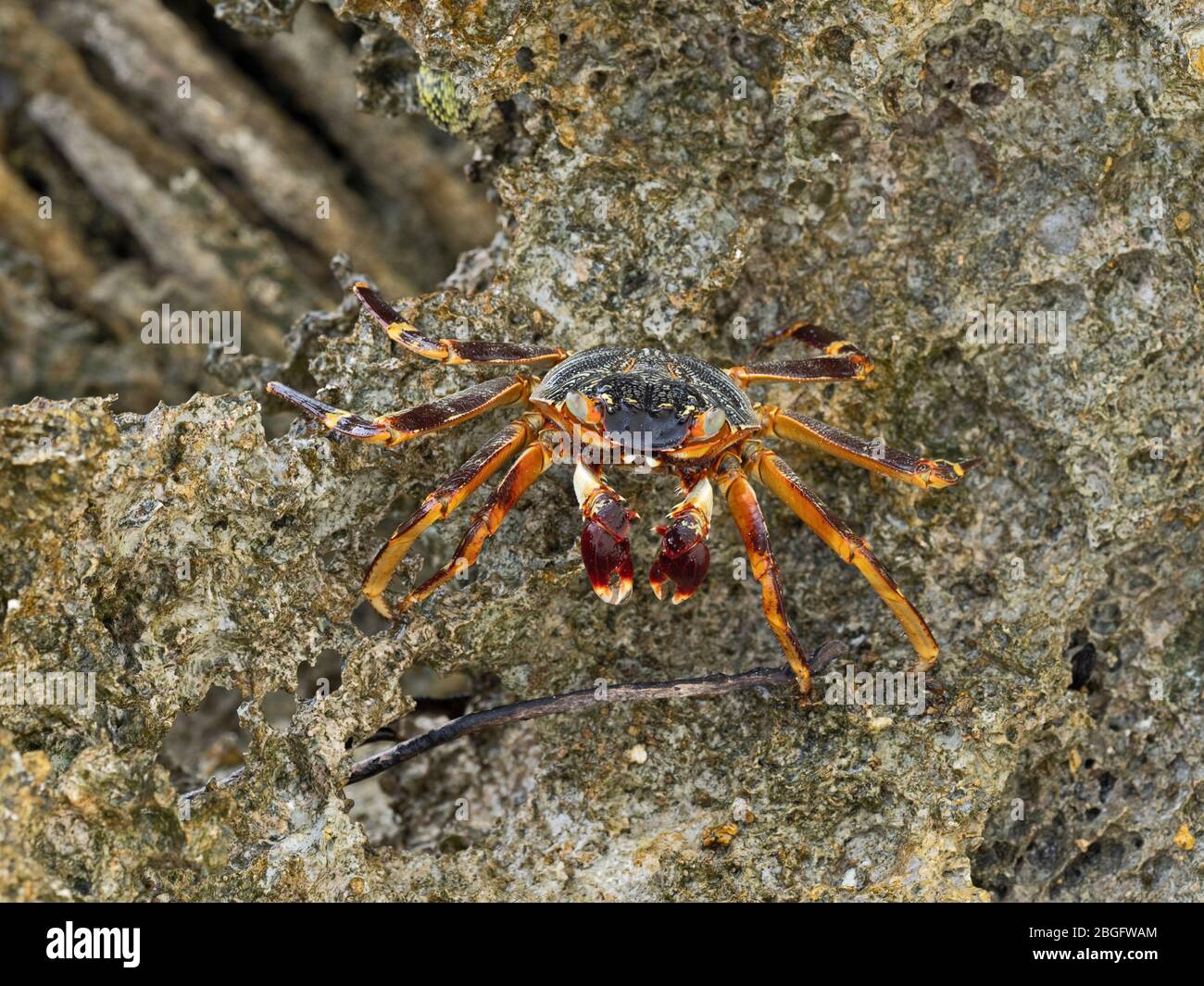 Natal lightfoot crab hi-res stock photography and images - Alamy