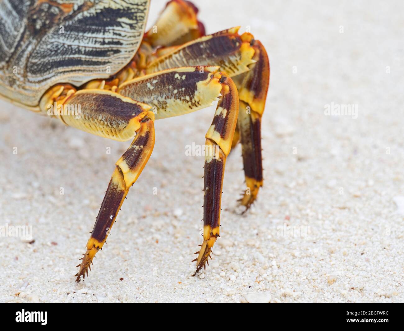 Natal lightfoot crab hi-res stock photography and images - Alamy