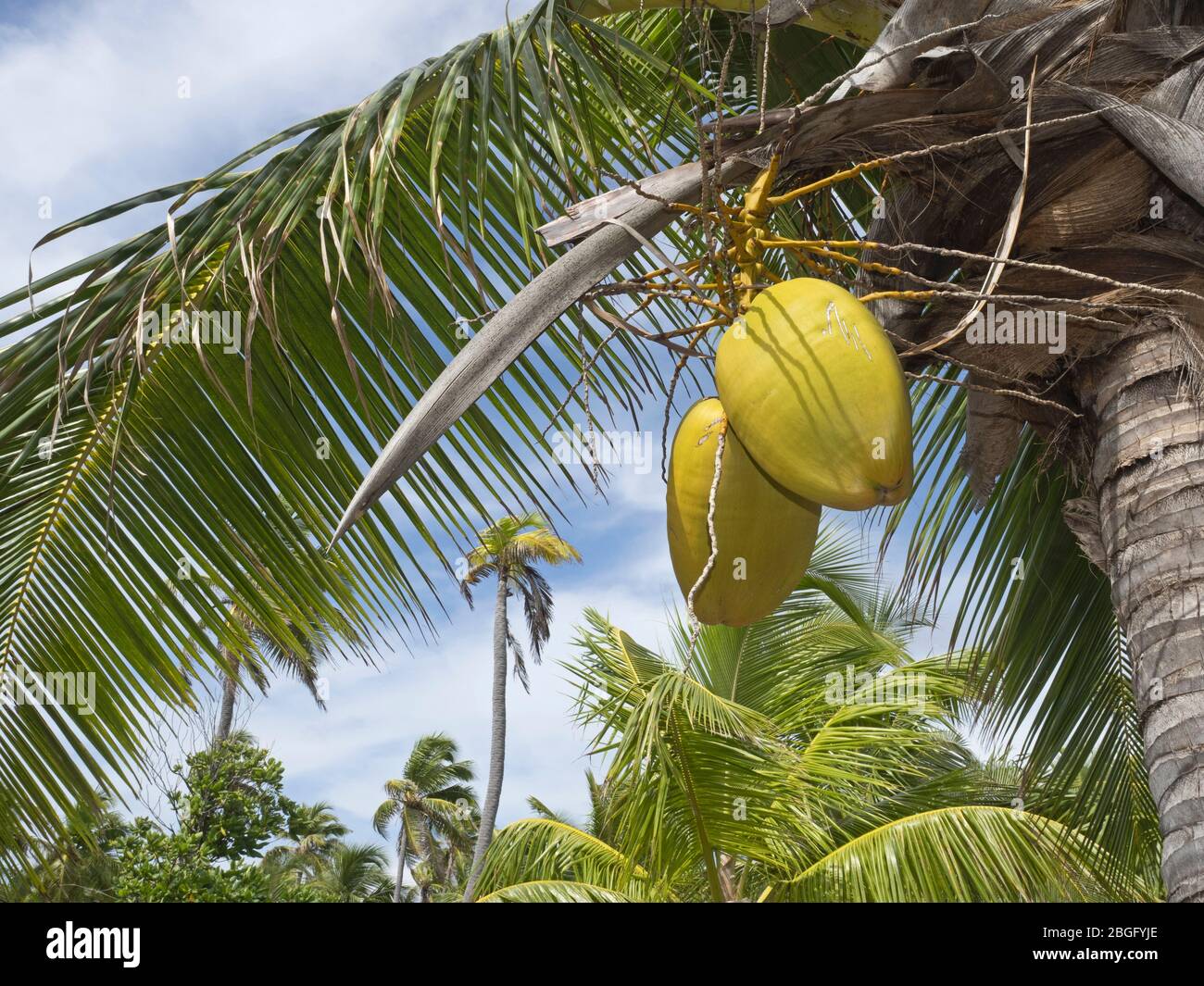 Coconut plantation, Astove Atoll, Seychelles Stock Photo - Alamy