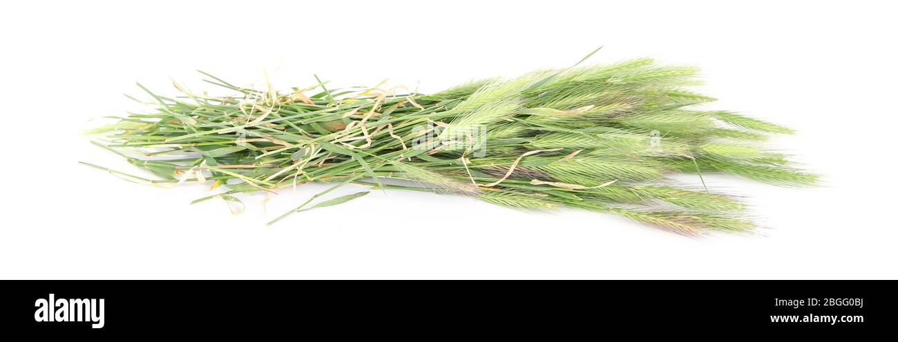 Tuft on ears Cut Out Stock Images & Pictures - Alamy