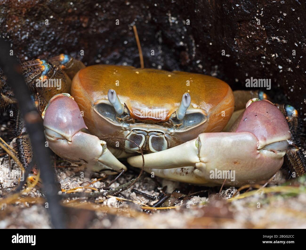 Mangrove Crab 𝐌𝐚𝐧𝐠𝐫𝐨𝐯𝐞 𝐜𝐫𝐚𝐛 🦀