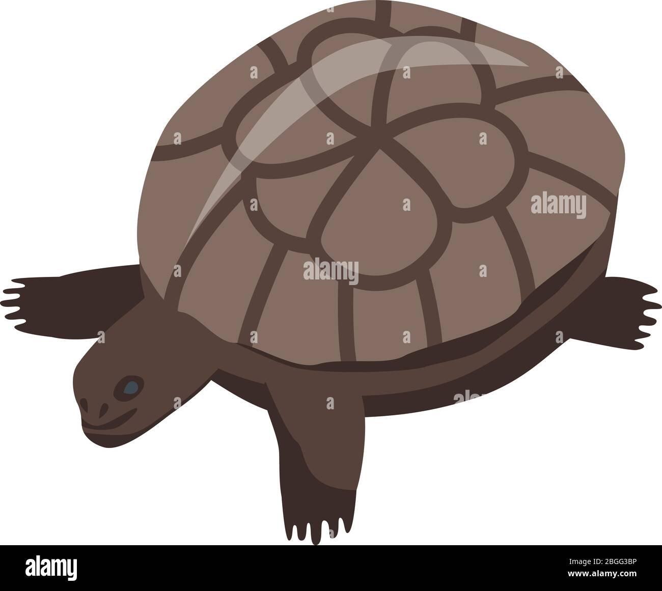 Aquarium turtle icon, isometric style Stock Vector Image & Art - Alamy