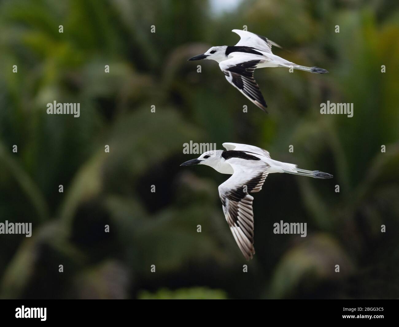 Crab plover (Dromas ardeola) on St Francois Atoll Seychelles, December ...