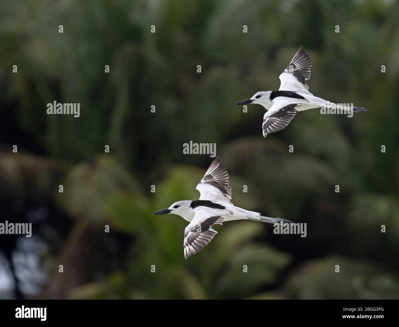 Crab plover (Dromas ardeola) on St Francois Atoll Seychelles, December ...