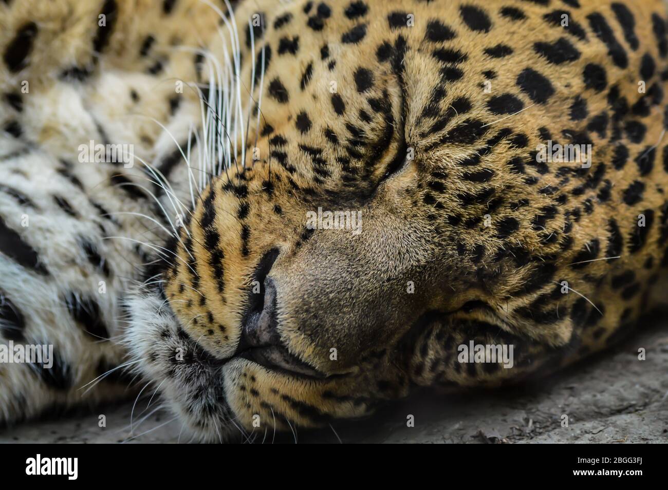 Leopard panther wildlife african hi-res stock photography and images ...