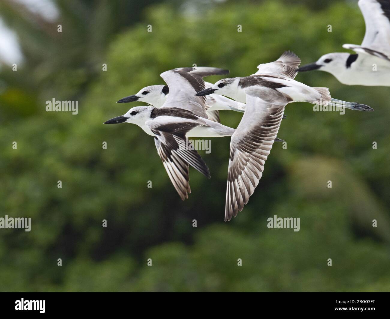 Crab plover (Dromas ardeola) flock in lagoon on St Francois Atoll ...