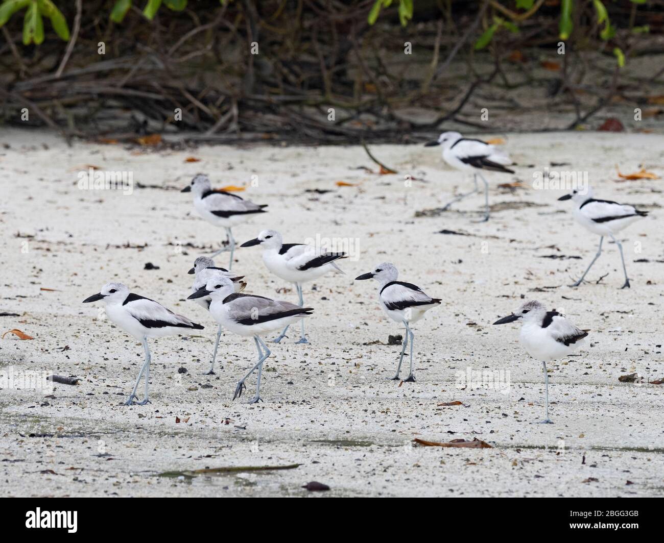 Crab plover (Dromas ardeola) flock in lagoon on St Francois Atoll ...