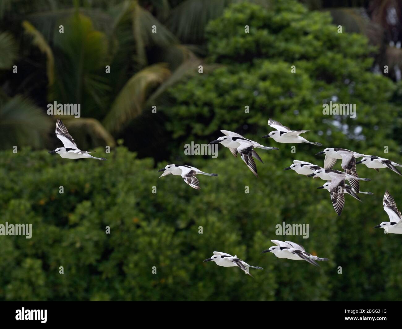 Crab plover (Dromas ardeola) flock in lagoon on St Francois Atoll ...