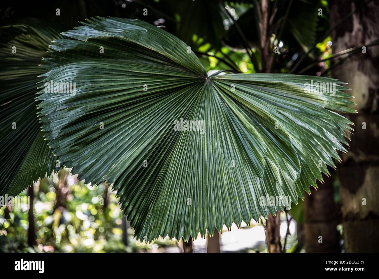 Close up of ruffled fan palm tree leaf (Licuala cordata). Tropical ...