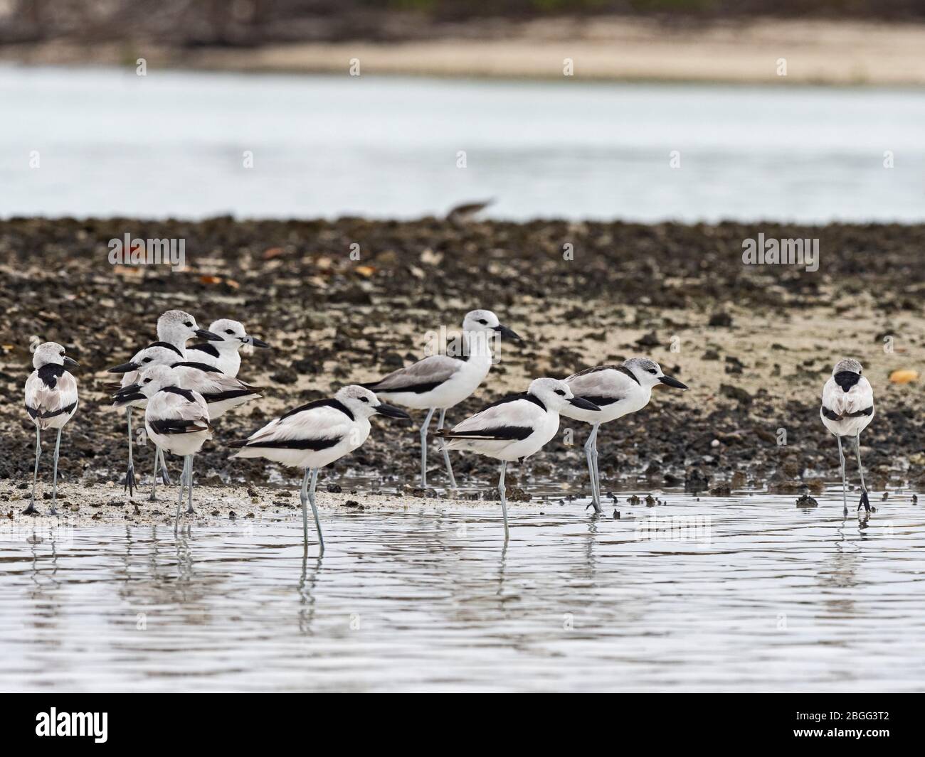Crab plover (Dromas ardeola) flock in lagoon on St Francois Atoll ...