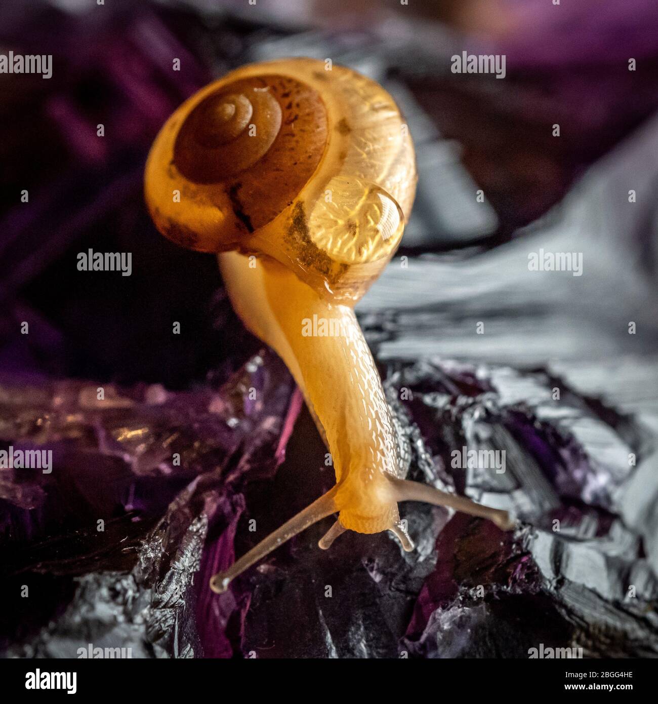 Snail crawling on crystal surface, showing character and art using ...