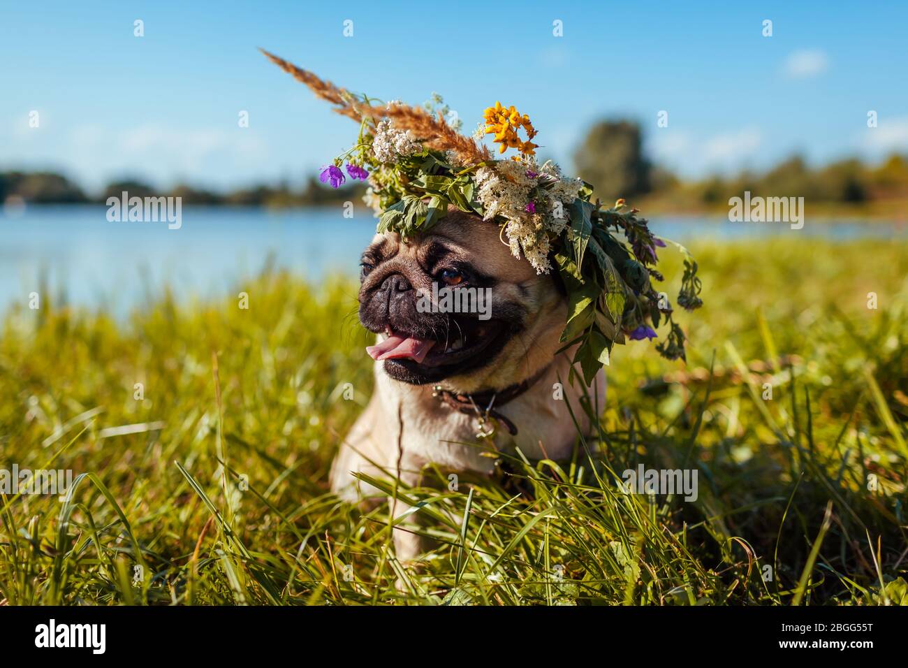 Pug dog wearing flower wreath by lake. Happy puppy chilling outdoors ...