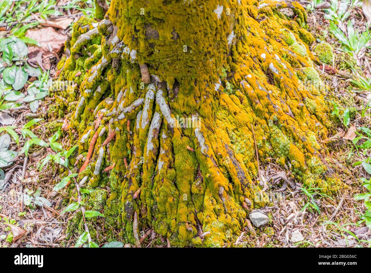 Green yellow roots from an old tropical tree in Perdana Botanical ...
