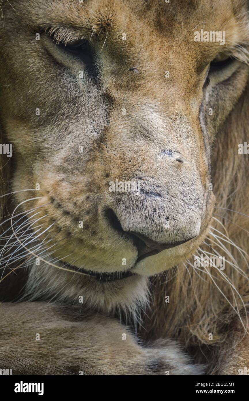 Majestic lion close up portrait Stock Photo - Alamy