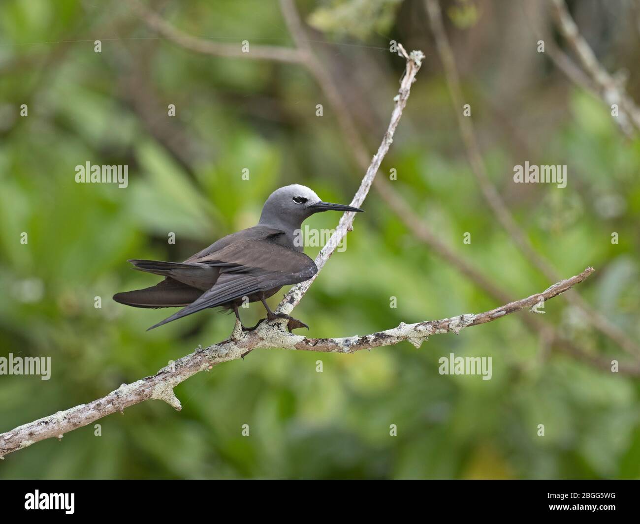 Lesser noddy {Anous teniurostris} Alphonse Island, Seychelles Stock ...