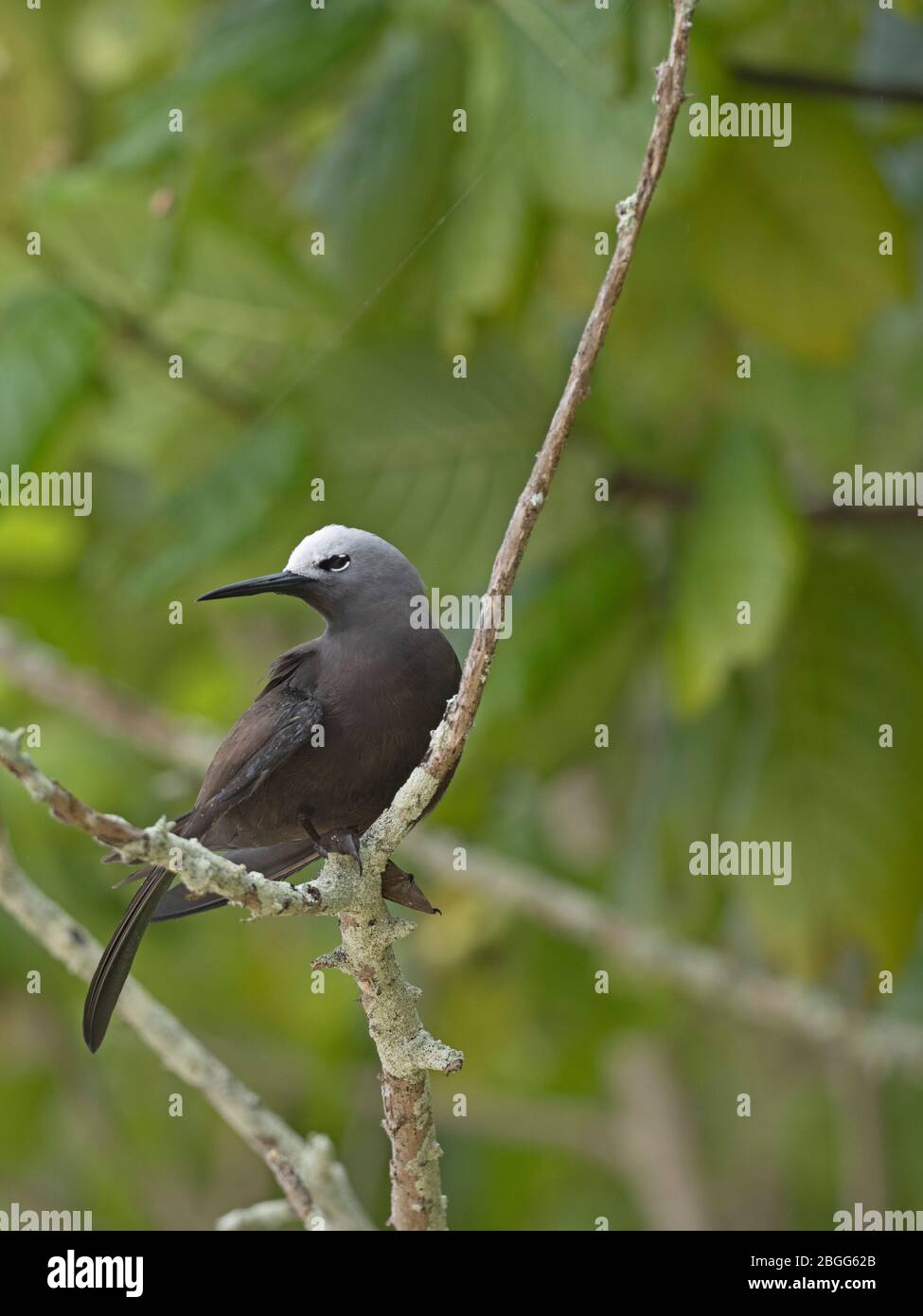 Lesser Noddy Stock Photos & Lesser Noddy Stock Images - Alamy