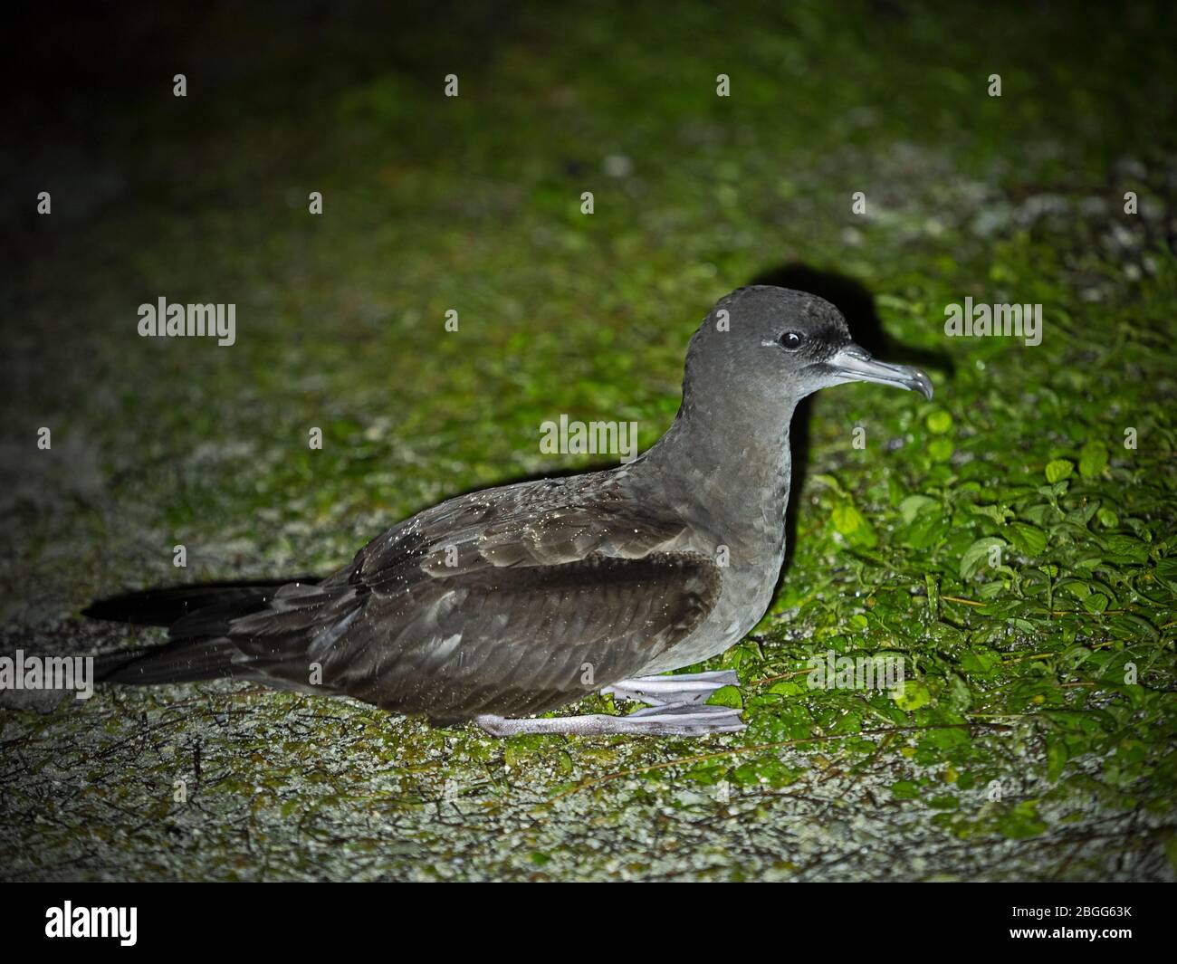 Wedge-tailed shearwater (Puffinus pacificus) on the ground close to ...