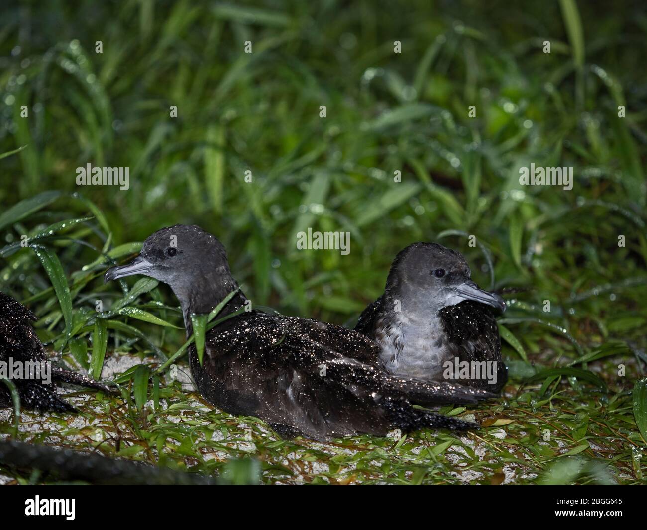 Wedge-tailed shearwater (Puffinus pacificus) pair on the ground outside ...