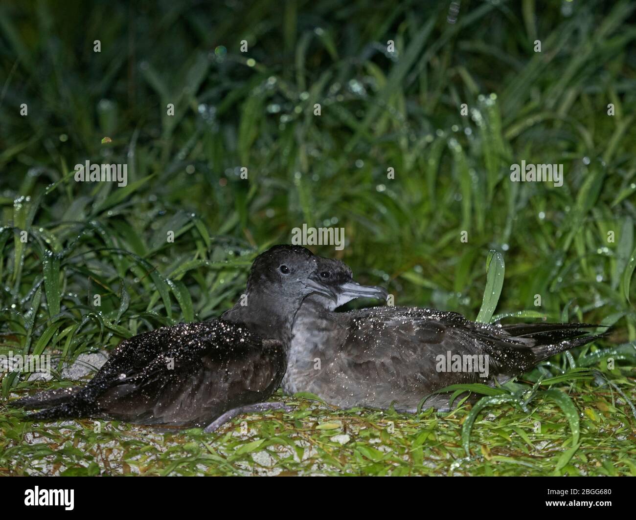 Wedge-tailed shearwater (Puffinus pacificus) pair on the ground outside ...