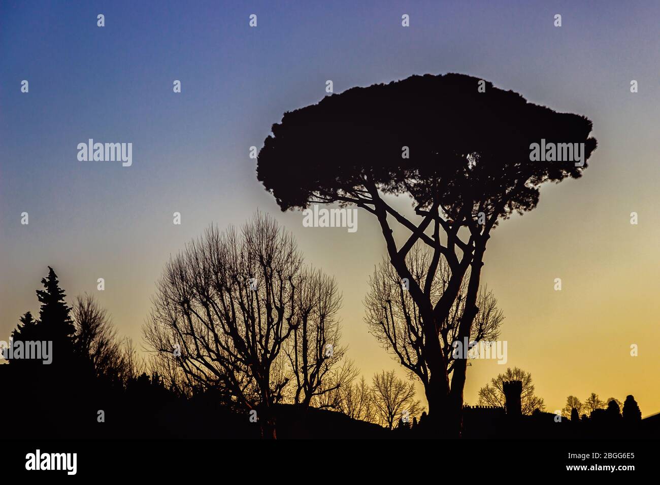 Maritime pine tree on a beautiful evening sky background Stock Photo ...