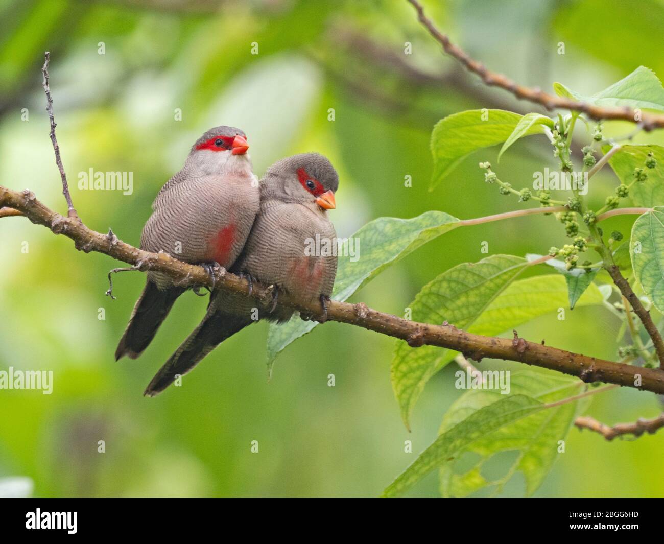 Common waxbill hi-res stock photography and images - Alamy