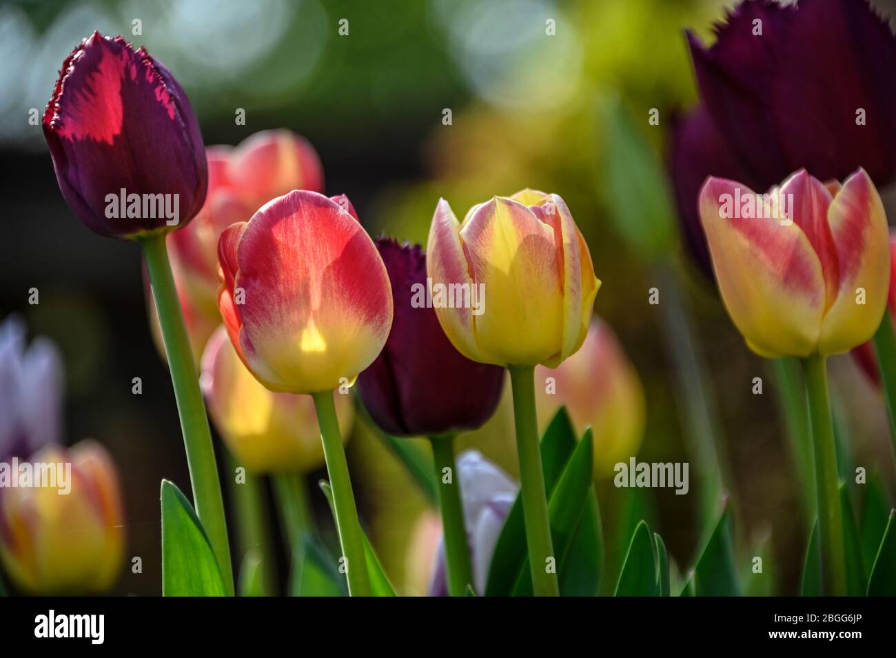 National flower of afghanistan hi-res stock photography and images - Alamy