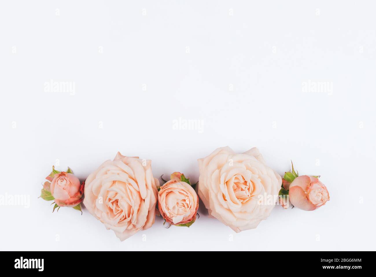 Spring background. Rose flowers on a white background Stock Photo - Alamy
