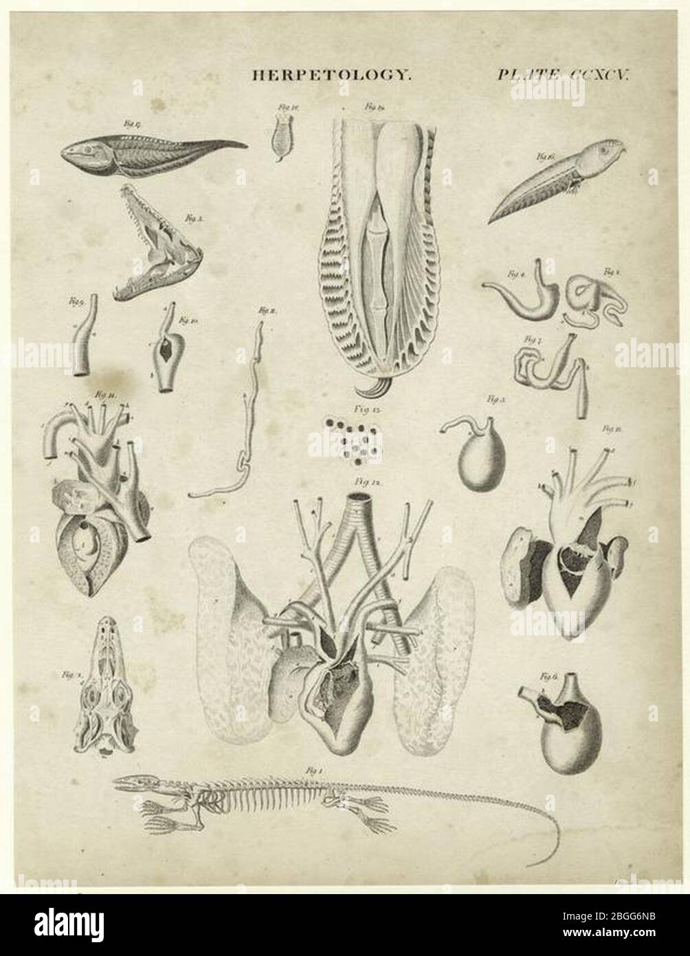 Historical herpetology hi-res stock photography and images - Alamy