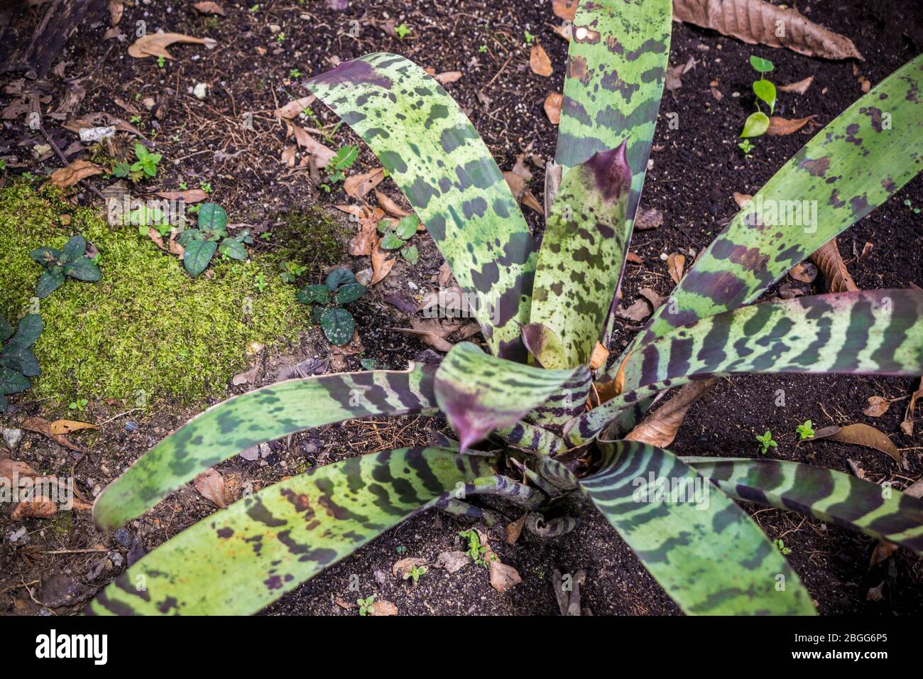Beautiful green and purple striped plant with long leaves in Perdana ...